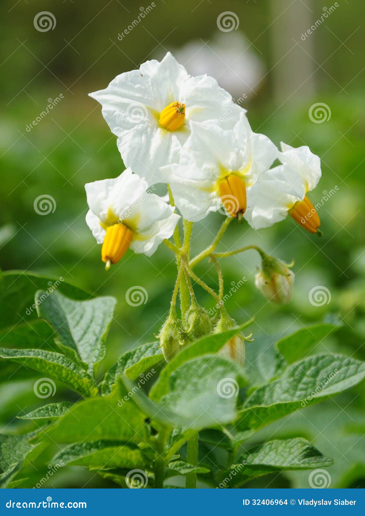 White flowers of potato stock photo. Image of solanaceae - 32406964