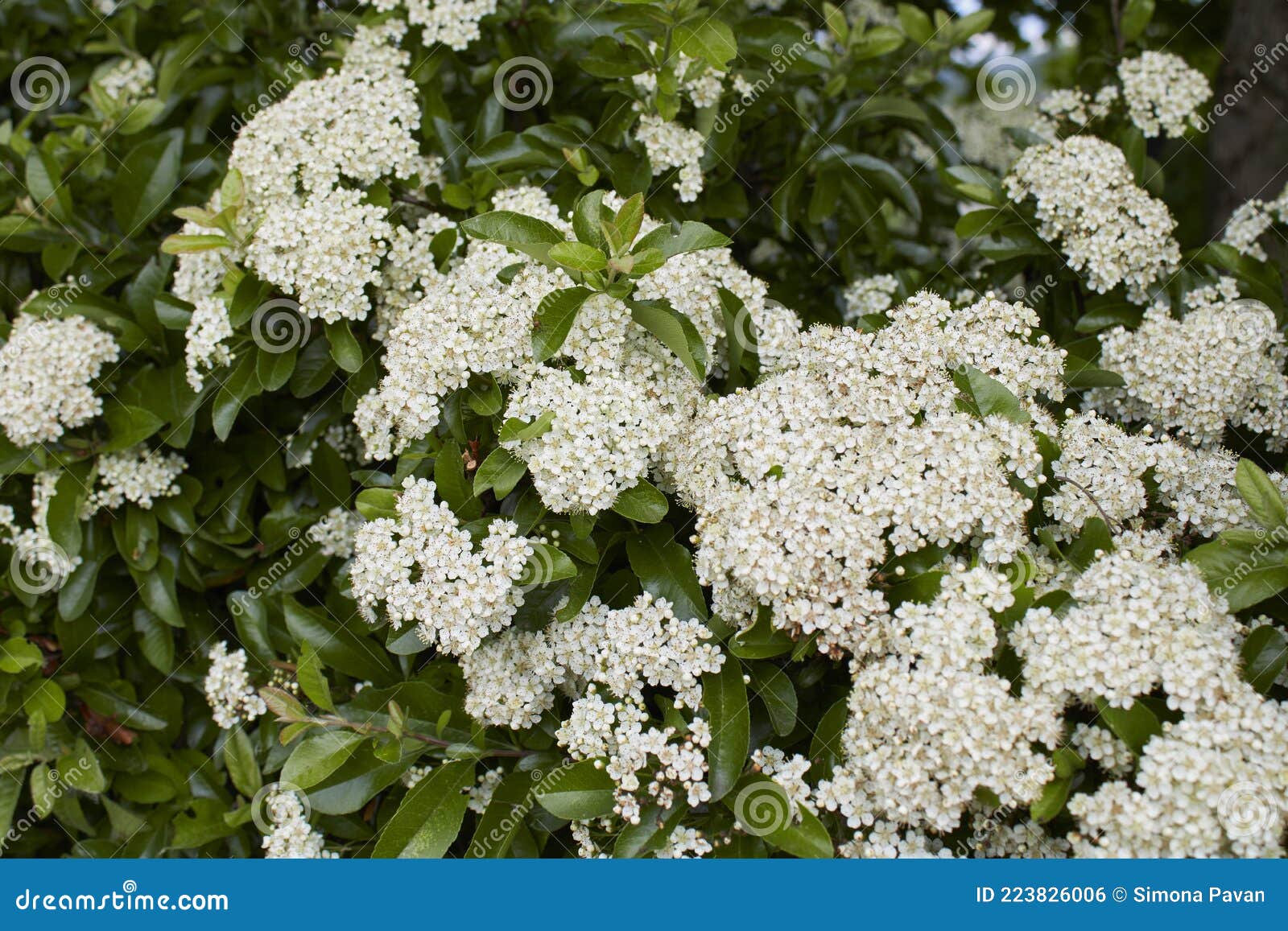 Pyracantha shrub in bloom stock photo. Image of leaf - 223826006
