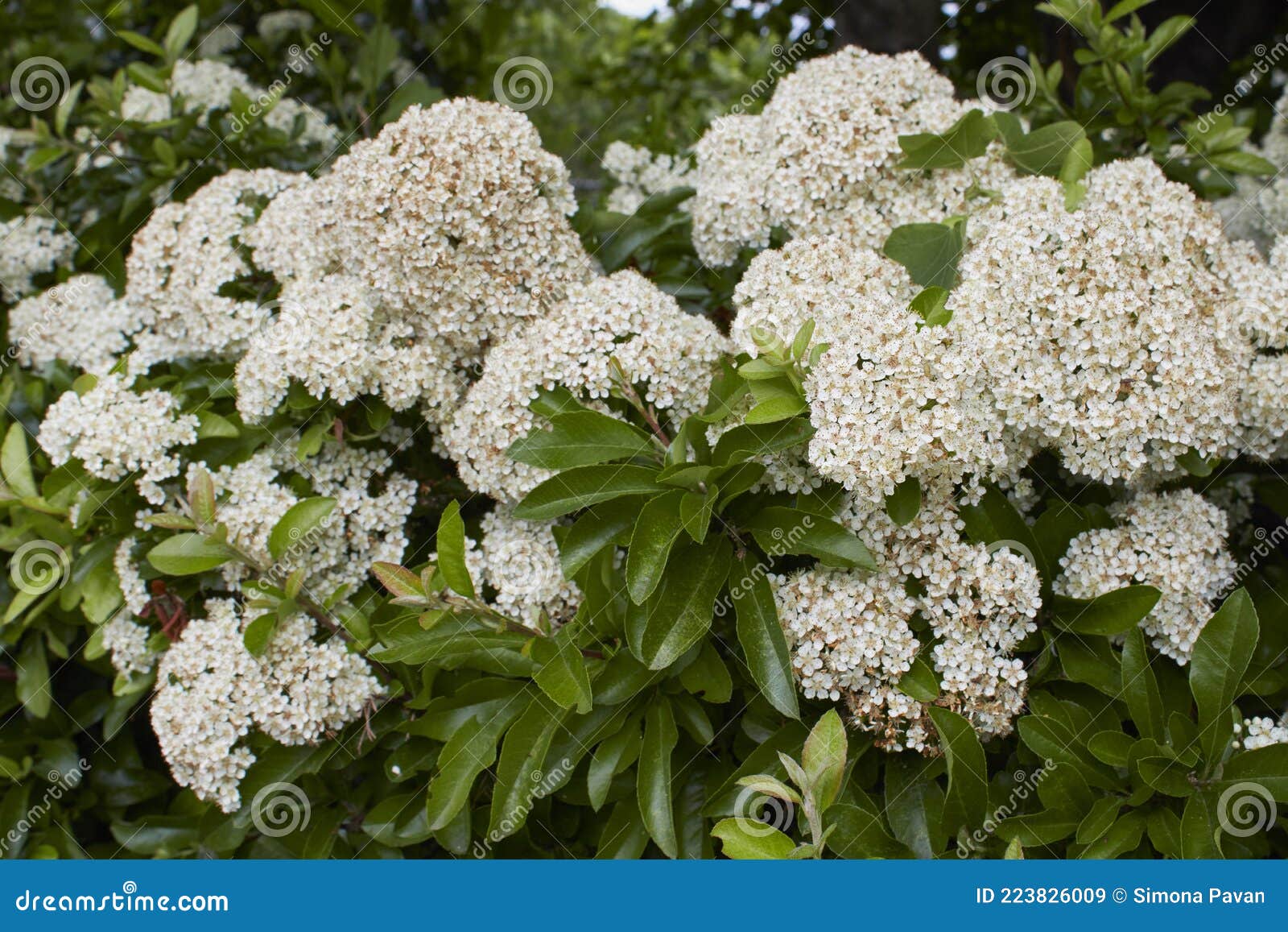 Pyracantha shrub in bloom stock image. Image of gardening - 223826009