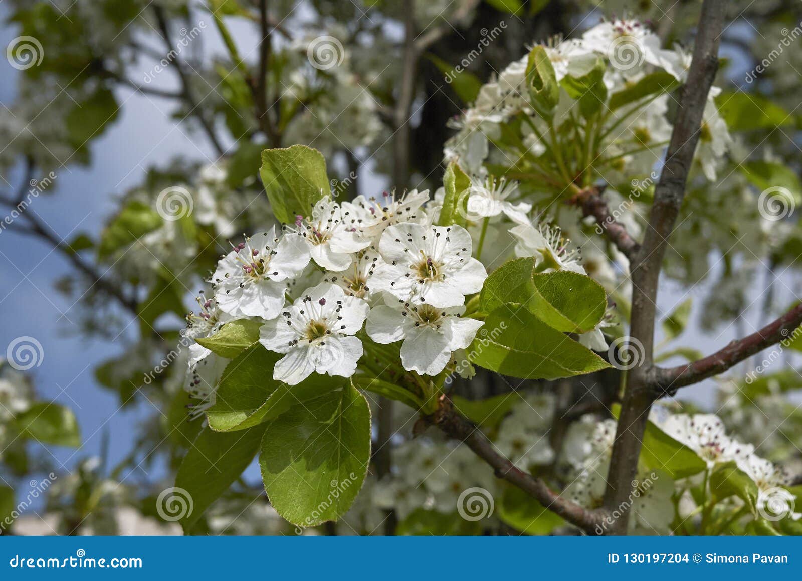 Pyrus Communis Blooming in Springtime Stock Photo - Image of leaves ...