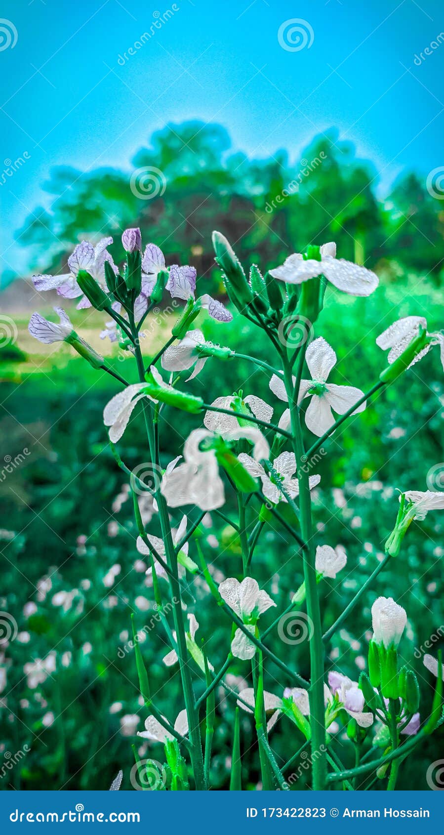 The White Flowers of the Radish Tree Stock Image - Image of organic ...