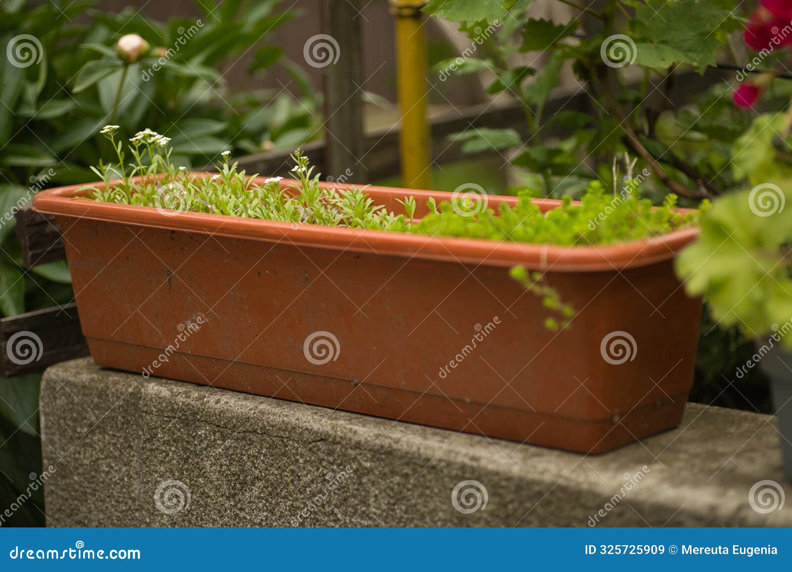 White Flowers in a Rectangular Shaped Flower Pot Outdoors Stock Image ...