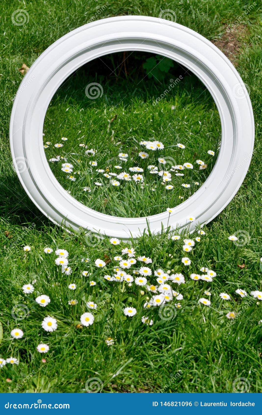 White Flowers Reflect in Mirror Stock Photo - Image of springtime ...