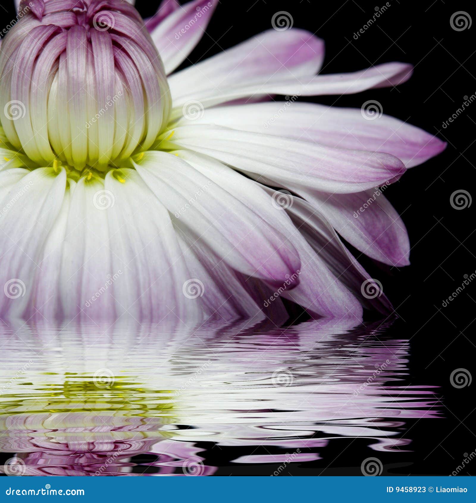 White Flowers Reflected in the Water Stock Image - Image of happy ...