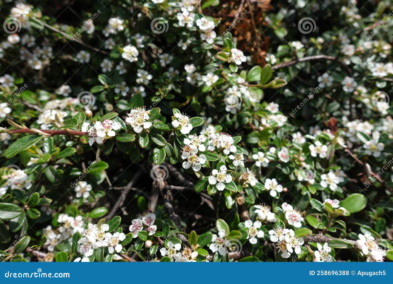 White Flowers of Rock Cotoneaster in May Stock Photo - Image of lush ...