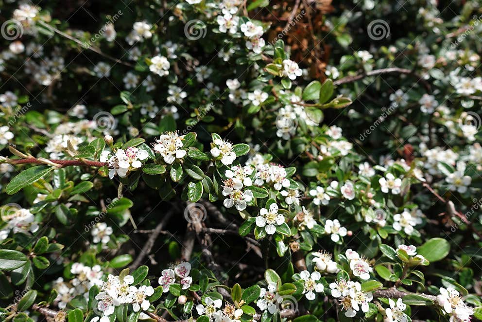 White Flowers of Rock Cotoneaster in May Stock Photo - Image of lush ...