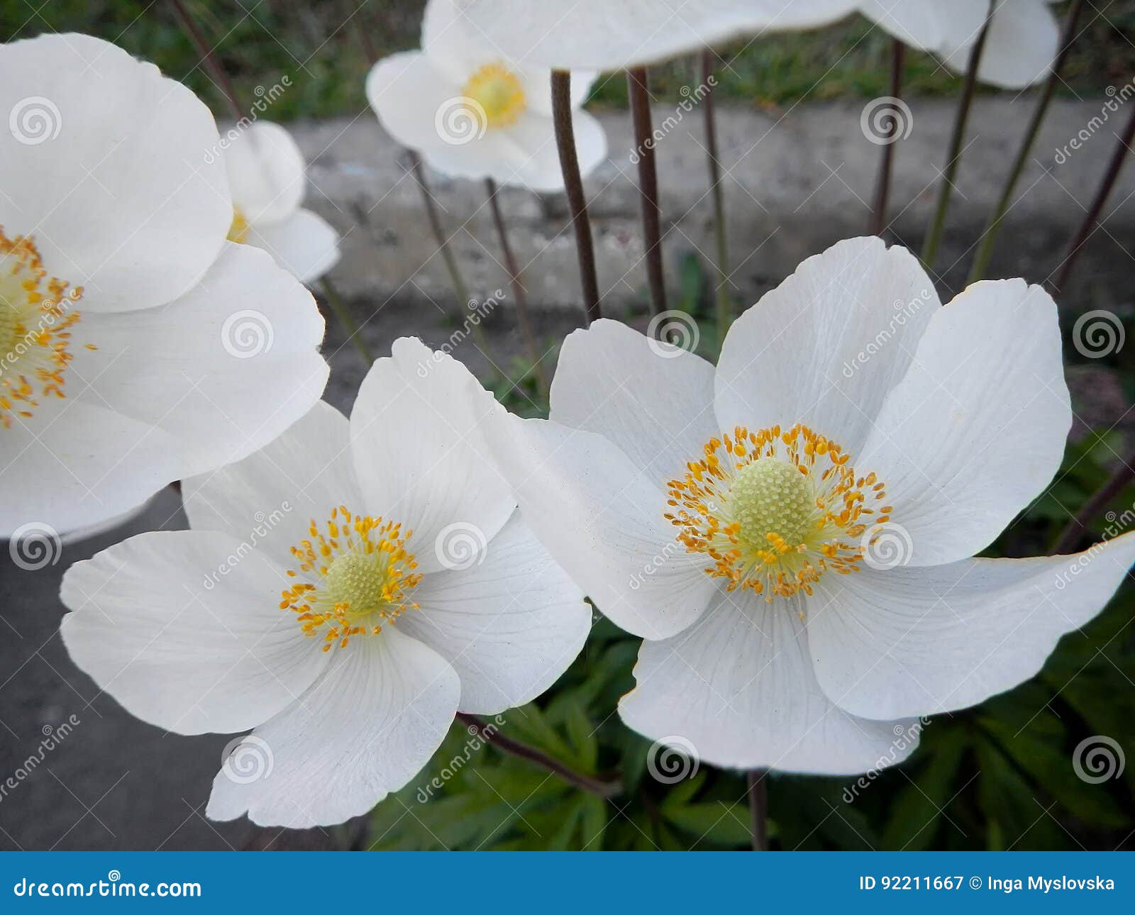 White Flowers Rockrose Cistus Halimium Stock Image - Image of blooming ...