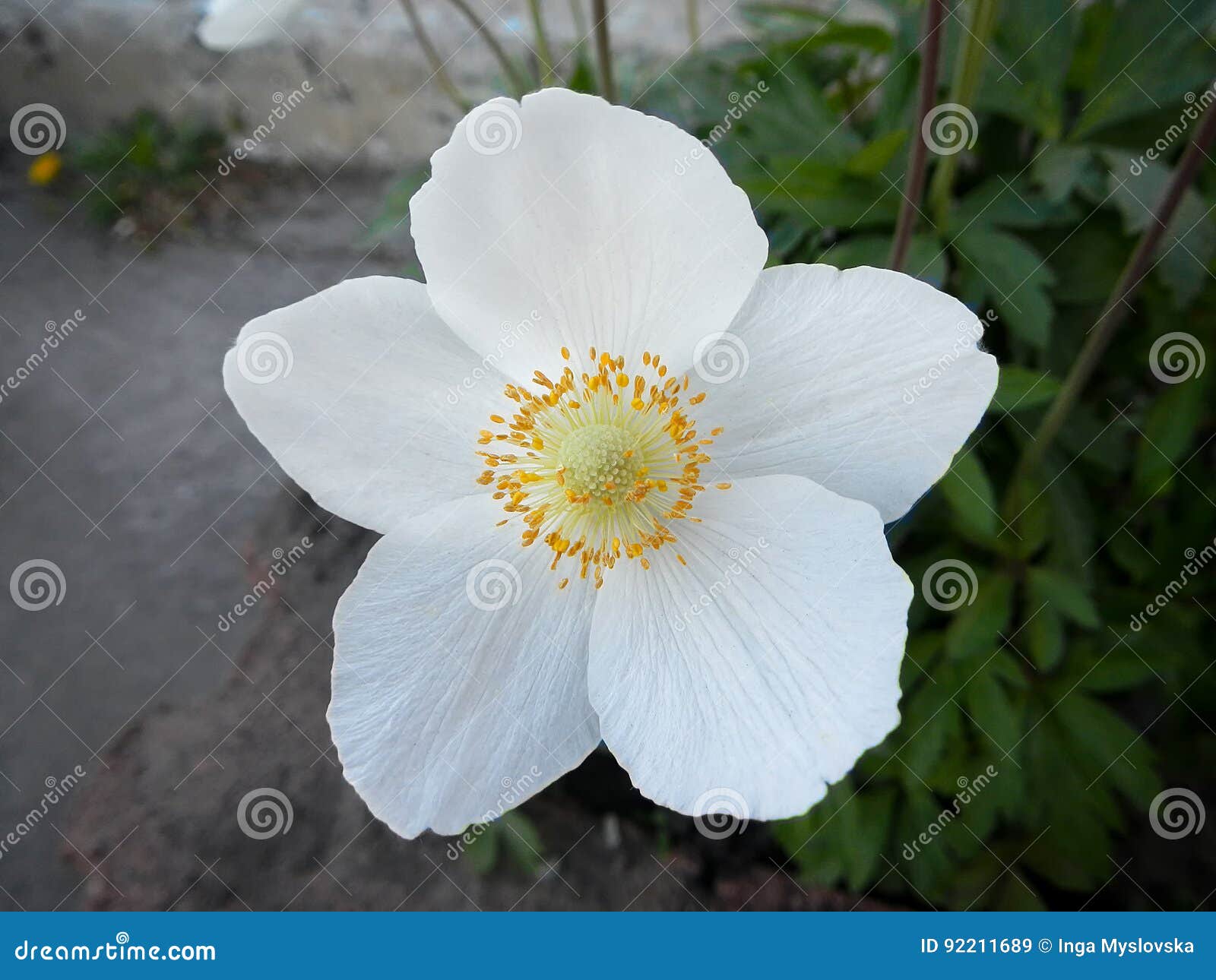 White Flowers Rockrose Cistus Halimium Stock Image - Image of leon ...