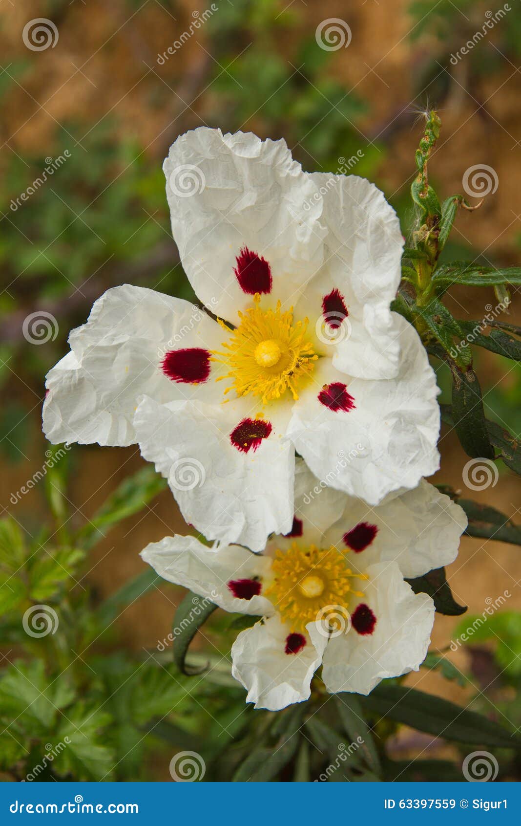 White Flowers Rockrose stock image. Image of season, anthers - 63397559