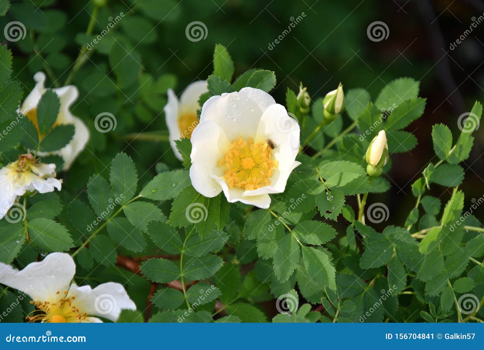 White flowers of rose hips stock image. Image of rose - 156704841