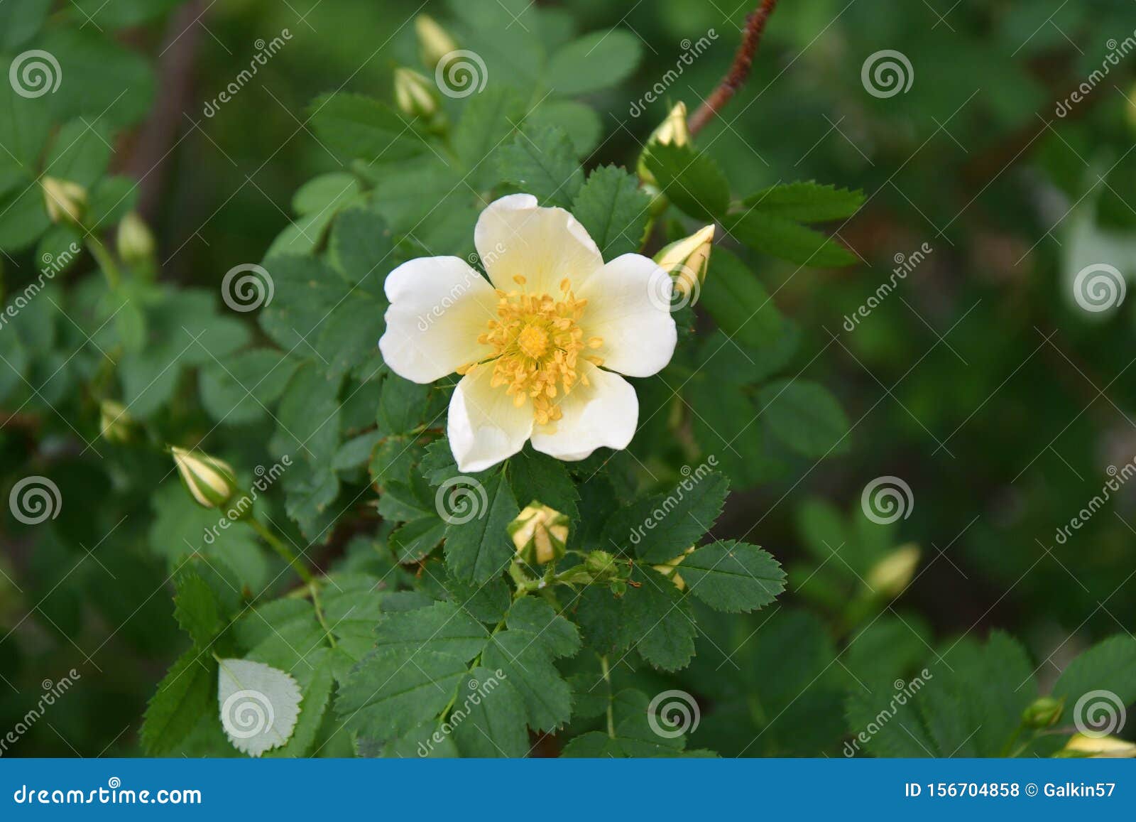 White flowers of rose hips stock photo. Image of blossom - 156704858