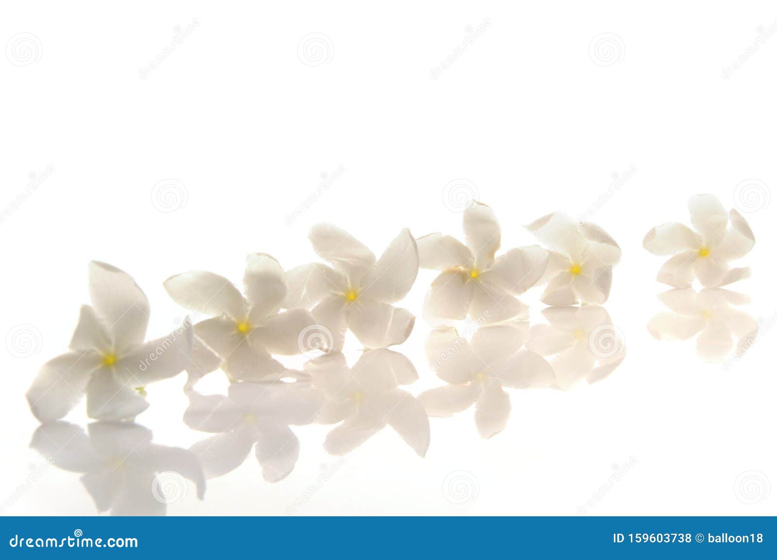 White flowers row stock photo. Image of holistic, fresh - 159603738