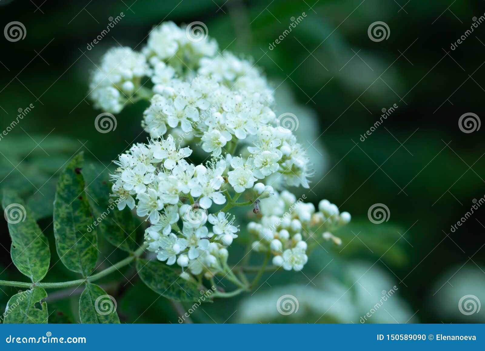 White Flowers of the Rowan Tree in Forest Stock Photo - Image of ...