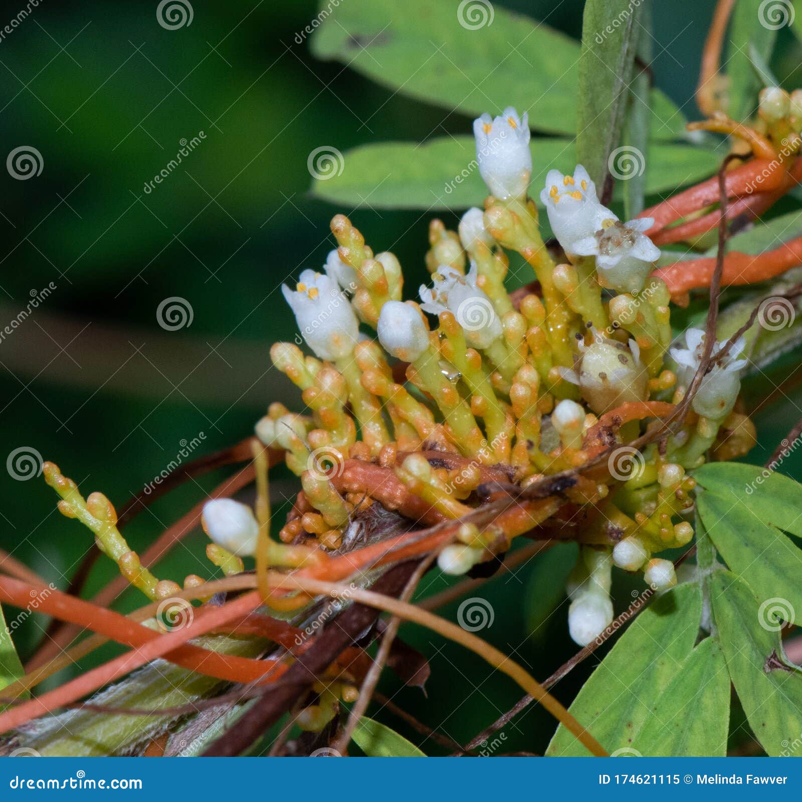 White Flowers of Scaldweed stock image. Image of wildflower - 174621115