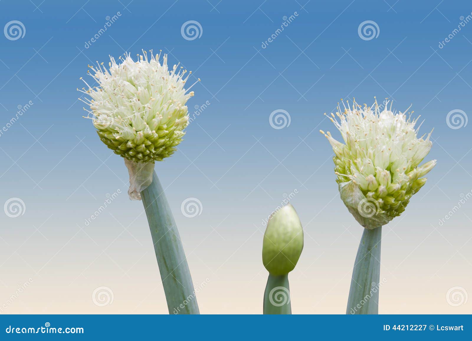 White Flowers of the Scallion Onion Plant Stock Image - Image of ...