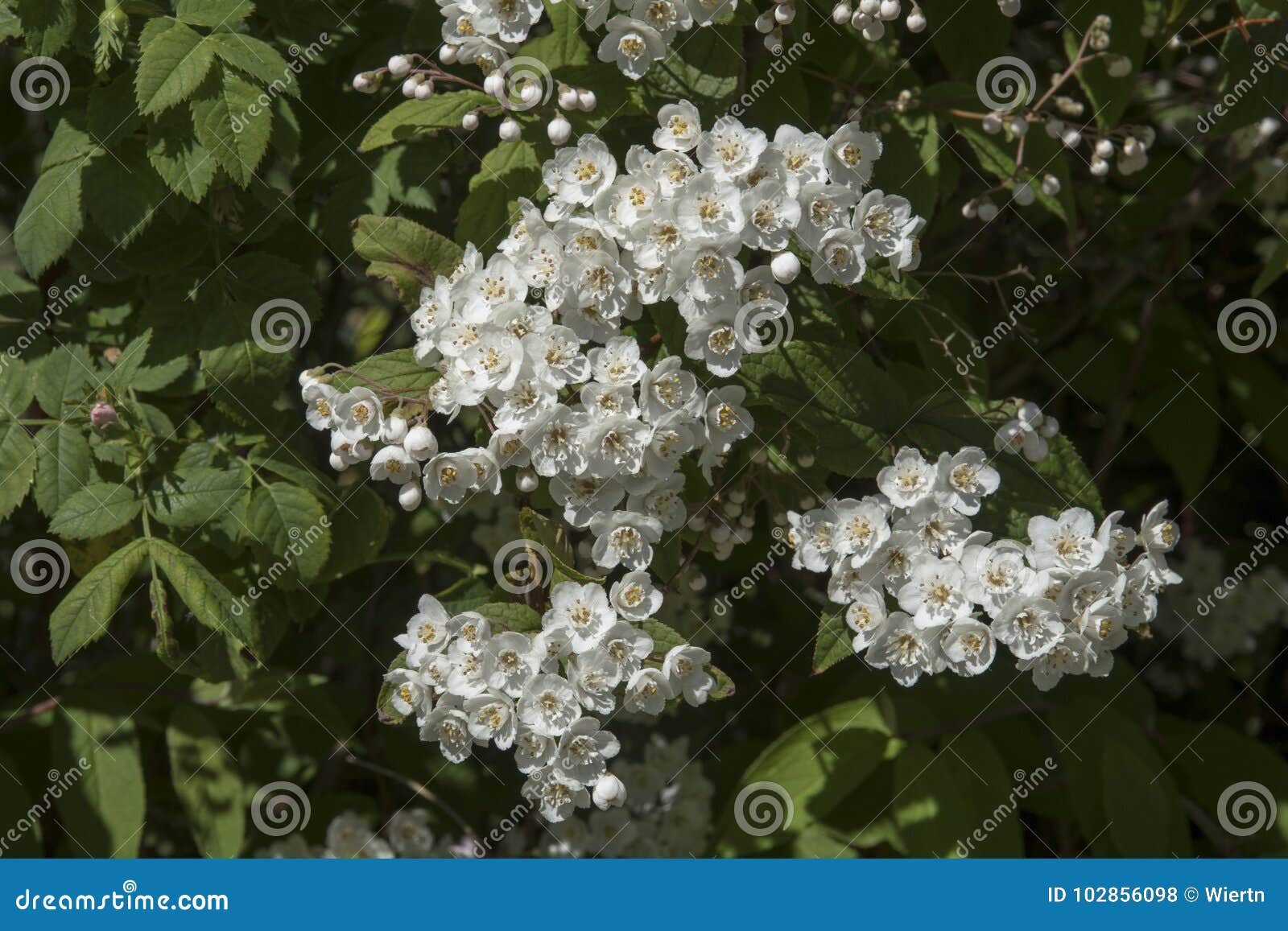 Deutzia compacta stock photo. Image of summer, hardy - 102856098
