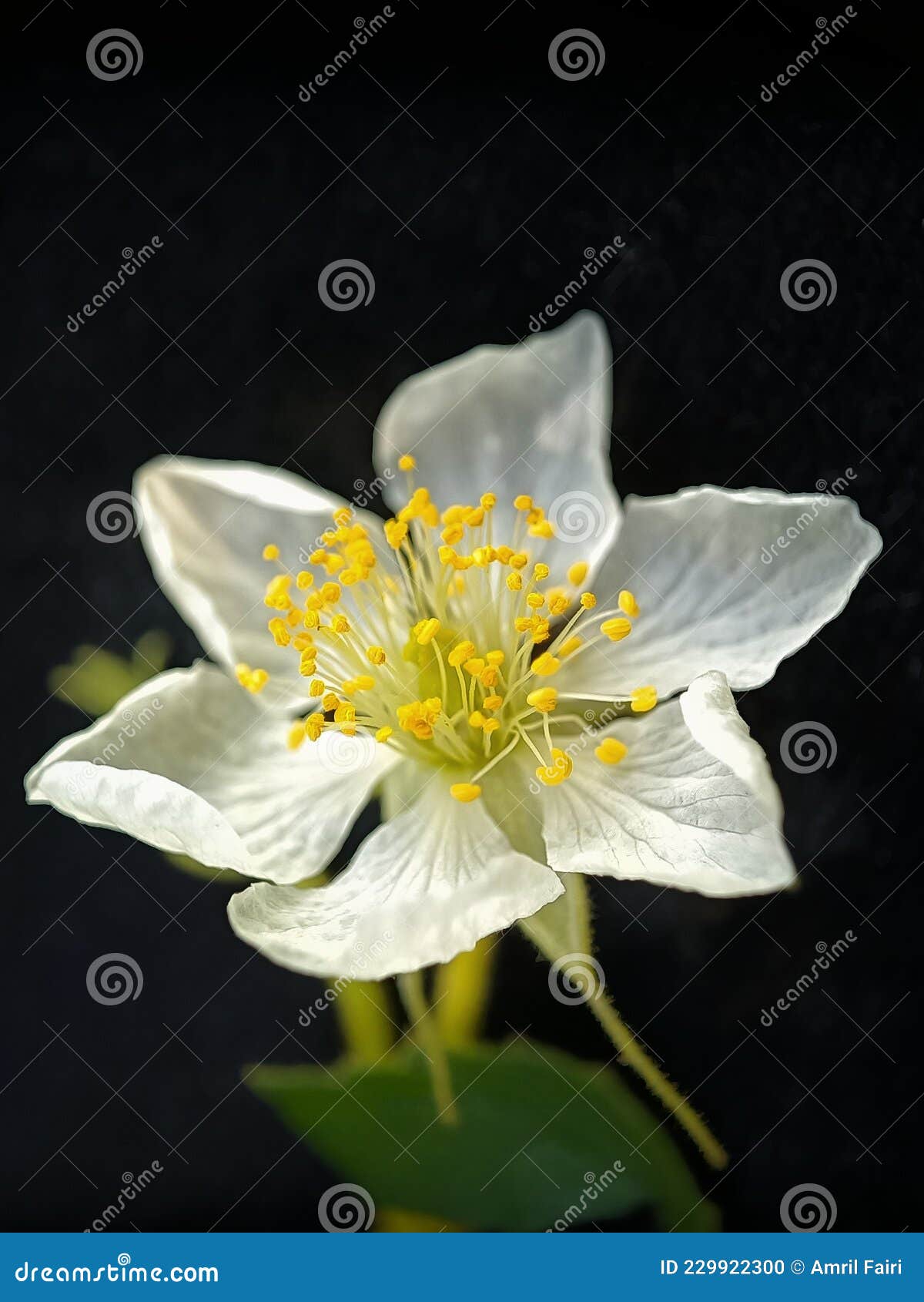 White flowers single stock photo. Image of pink, plant - 229922300