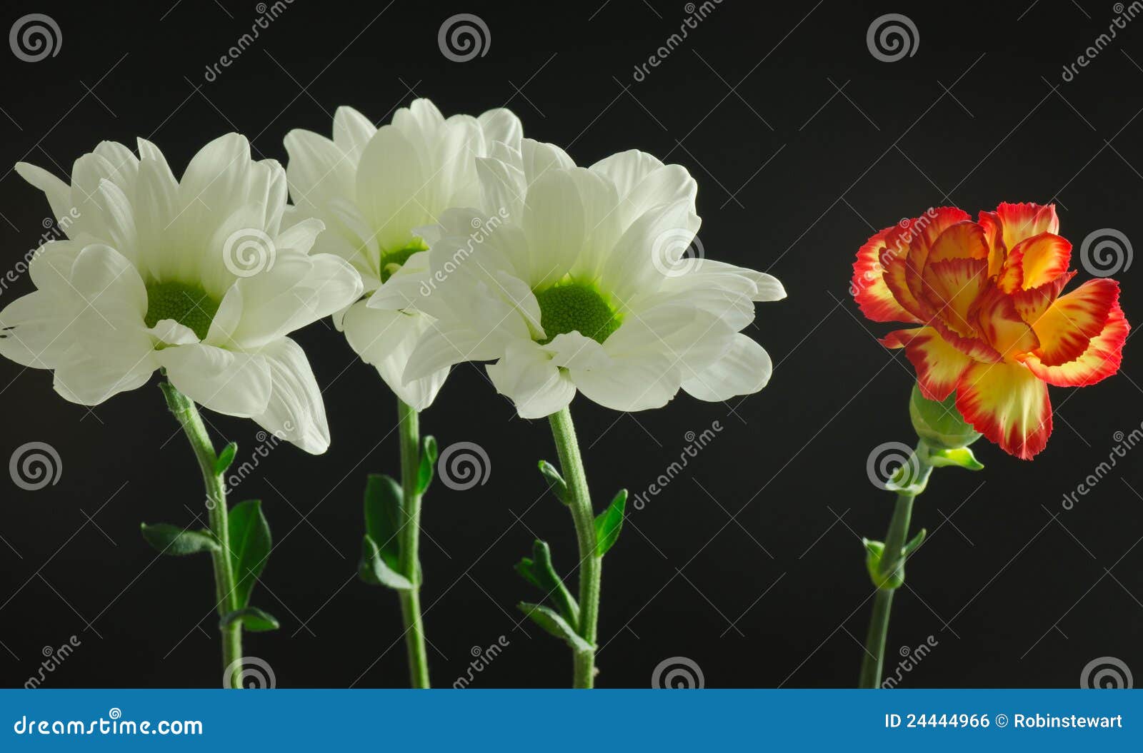 White Flowers with a Single Different Flower Stock Photo - Image of ...