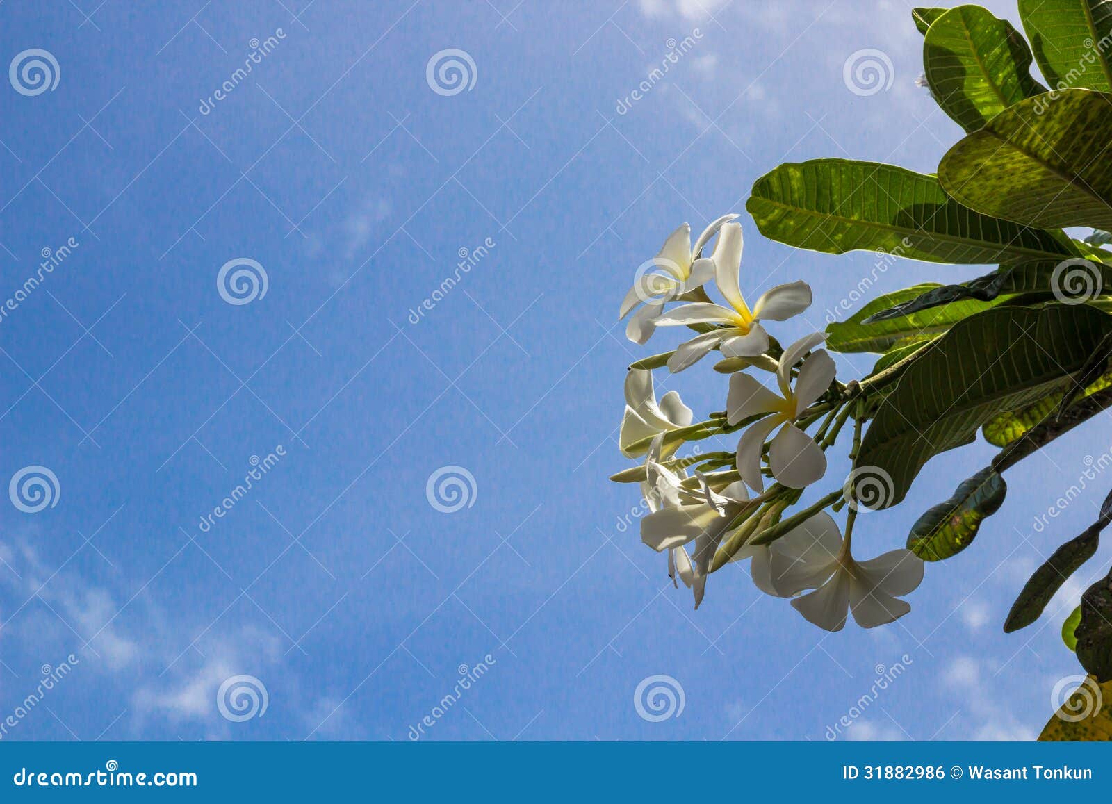 White Flowers in sky stock photo. Image of exotic, green - 31882986