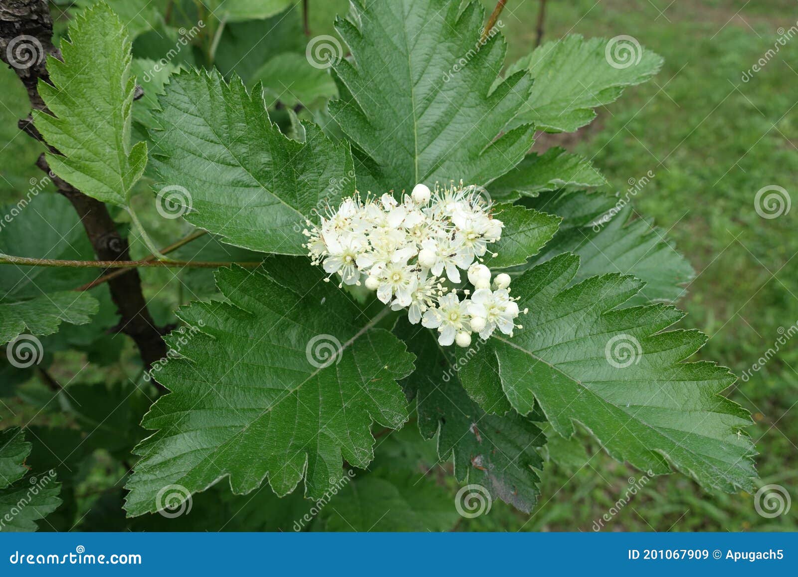 White Flowers of Sorbus Aria Tree in May Stock Image - Image of green ...