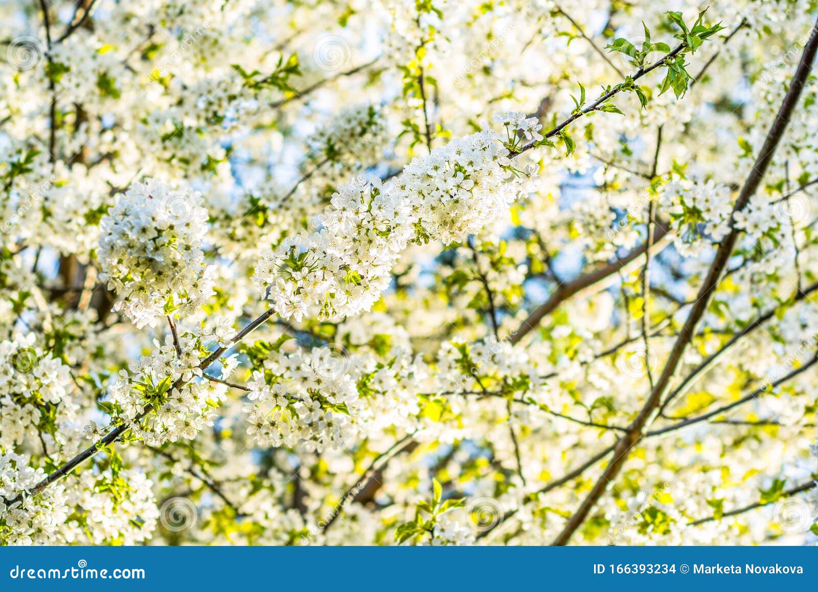 White Flowers of Sour Cherry Tree in Spring Stock Photo - Image of sour ...