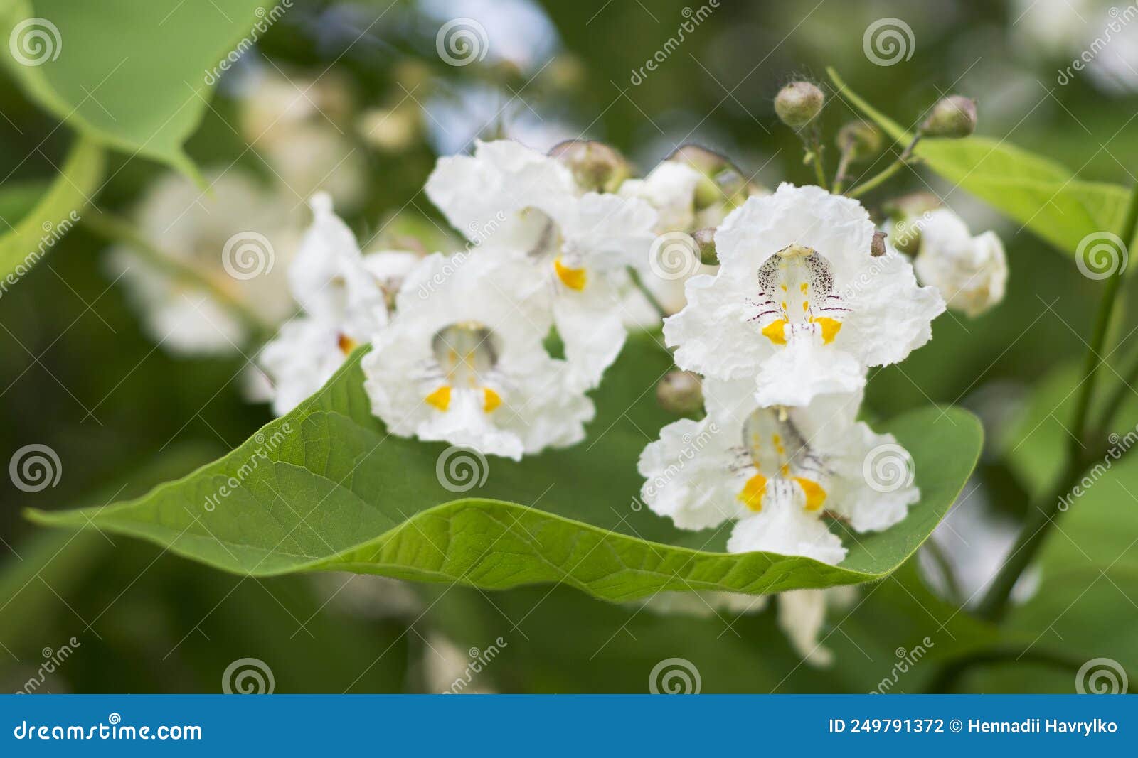 Southern Catalpa Tree Flowers Close Up.Blooming Catalpa Bignonioides ...