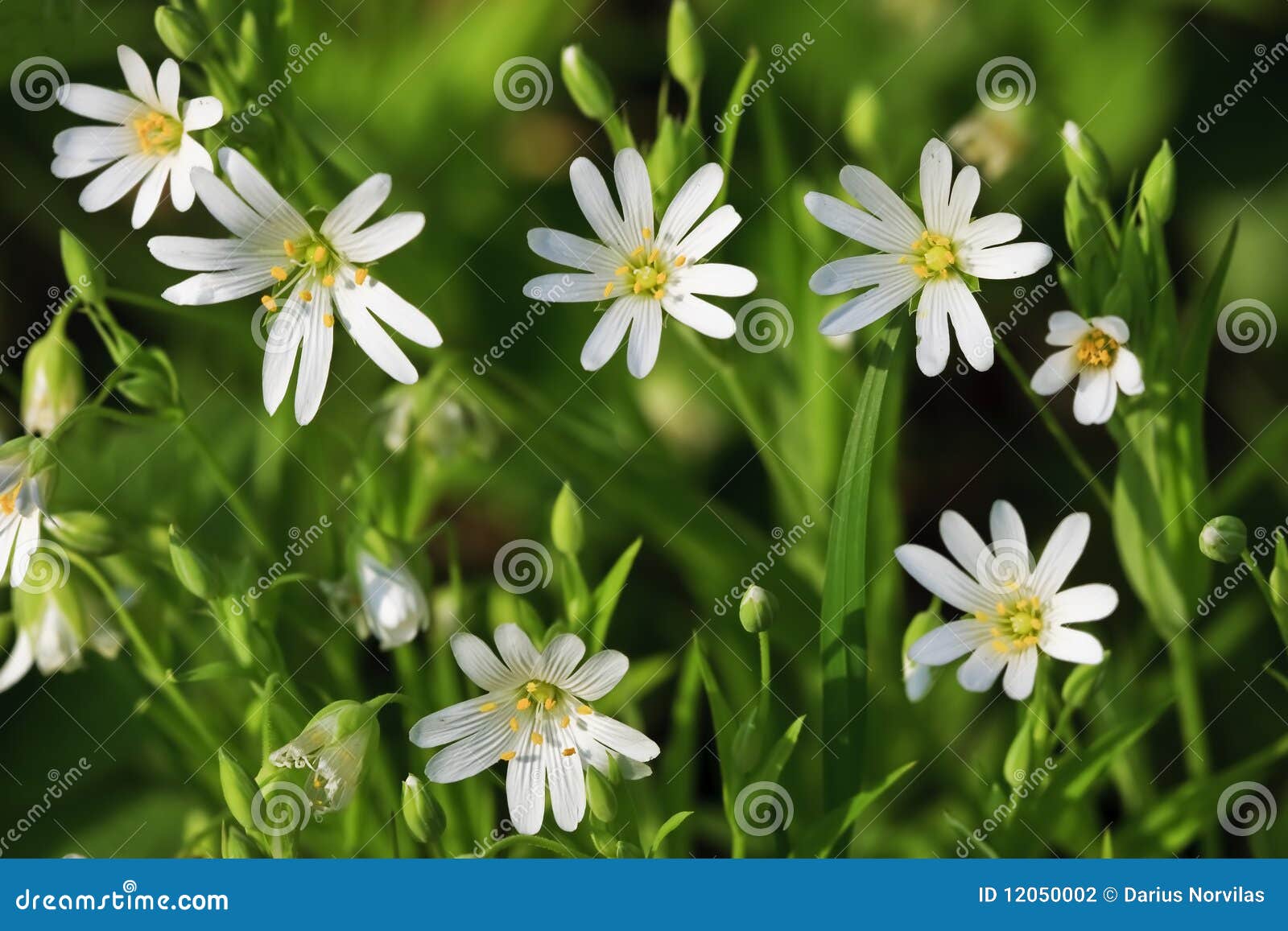 White flowers in spring stock photo. Image of flora, floral - 12050002