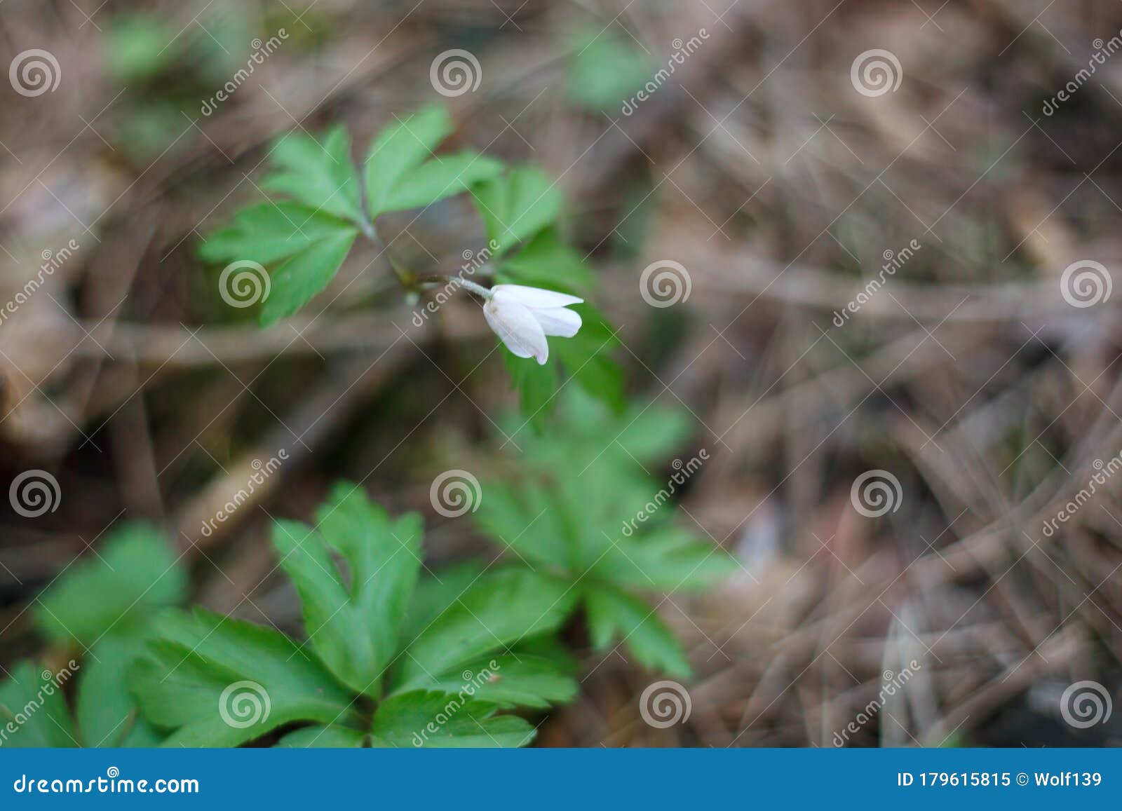 White flowers in spring stock image. Image of ecology - 179615815