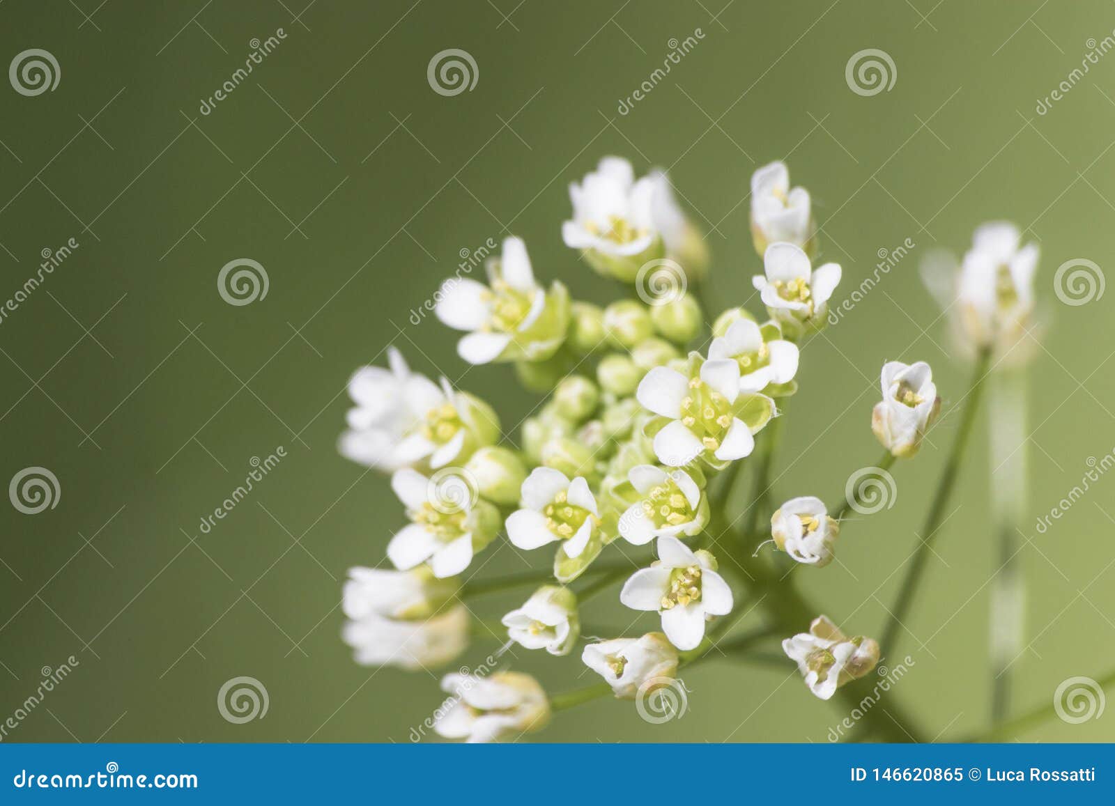 White Flowers during Spring Macro Composition with a Green Background ...