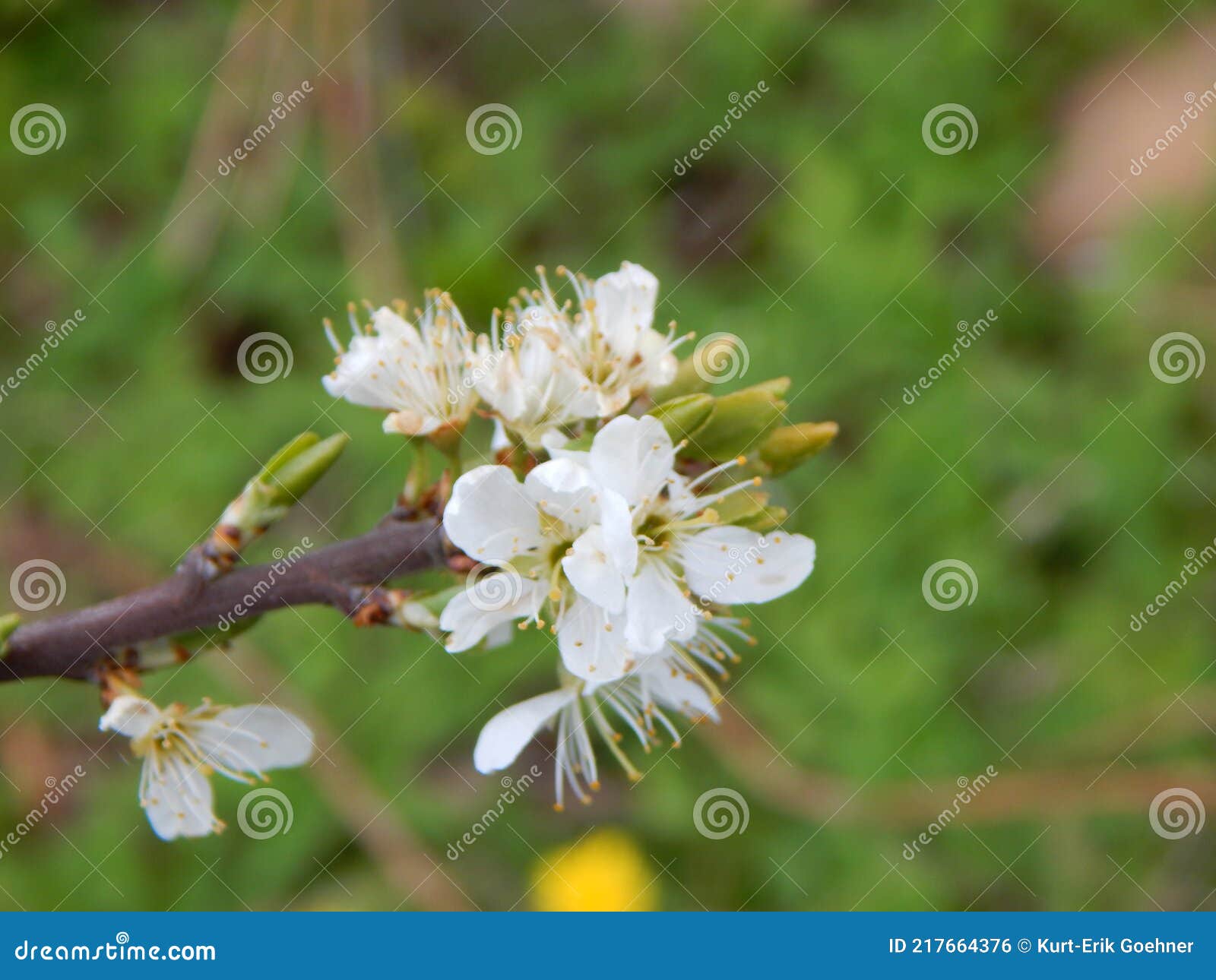 White Flowers in Spring on Shrubs Stock Photo - Image of nature, flower ...