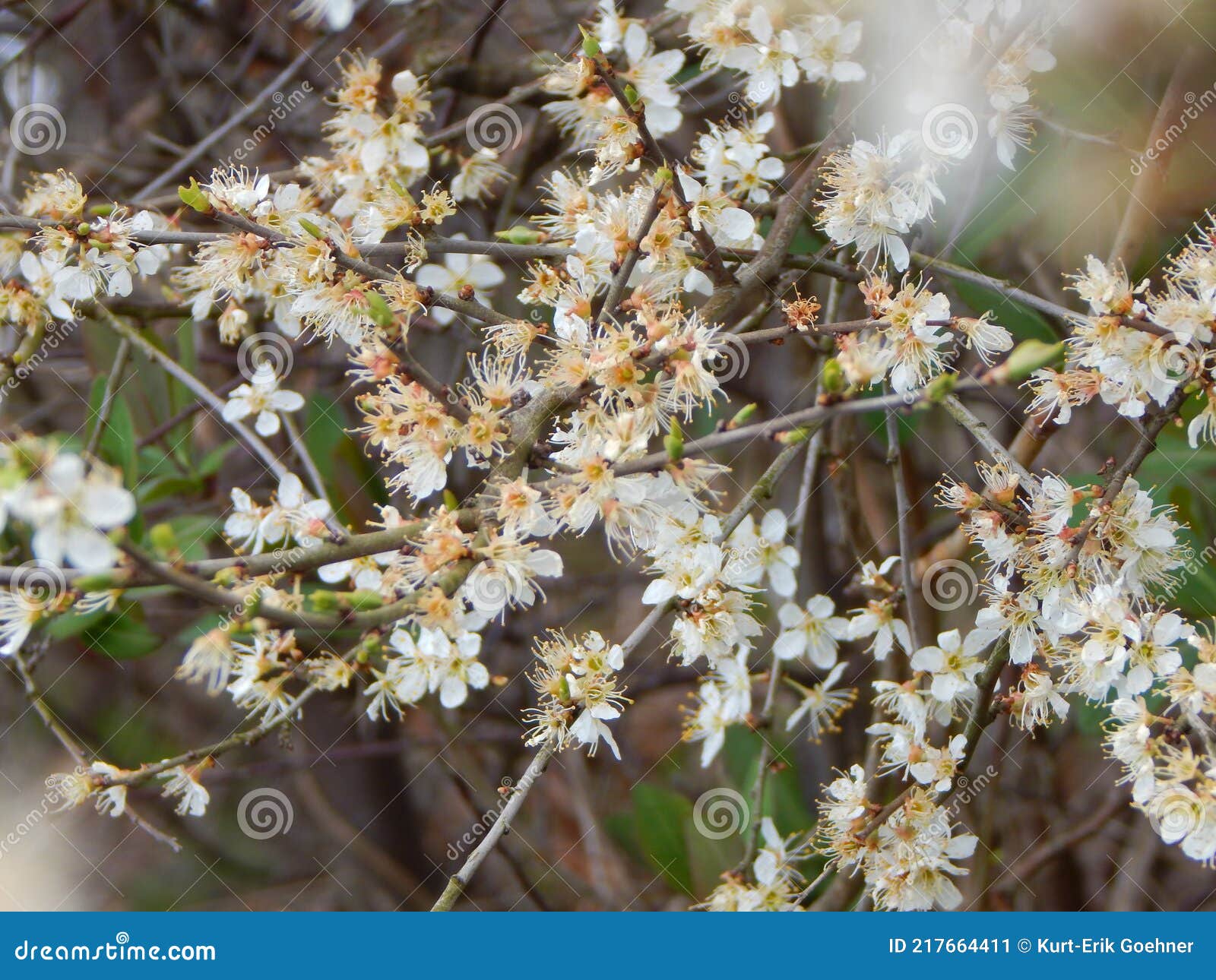 White Flowers in Spring on Shrubs Stock Image - Image of tree, food ...