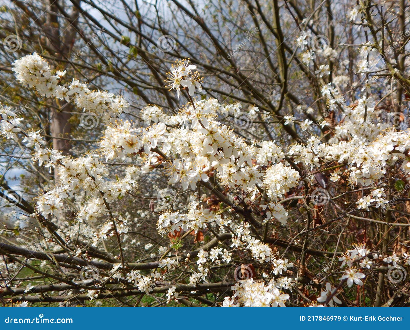 White Flowers in Spring on Shrubs Stock Image - Image of tree, branch ...