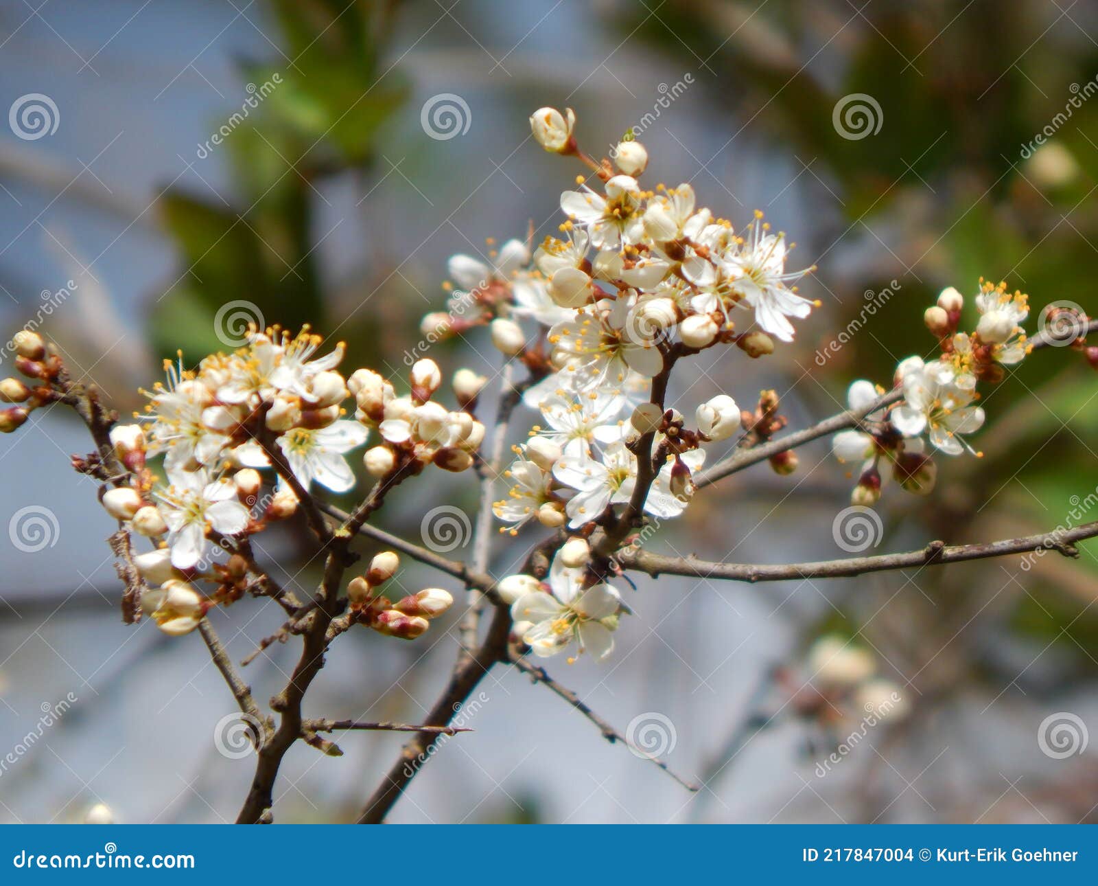 White Flowers in Spring on Shrubs Stock Photo - Image of produce, petal ...