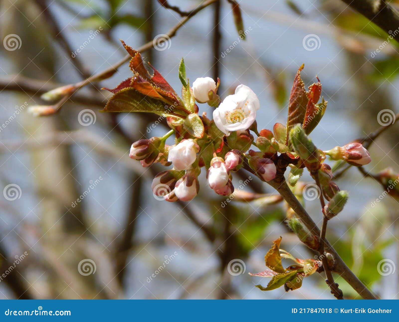 White Flowers in Spring on Shrubs Stock Photo - Image of wildflower ...