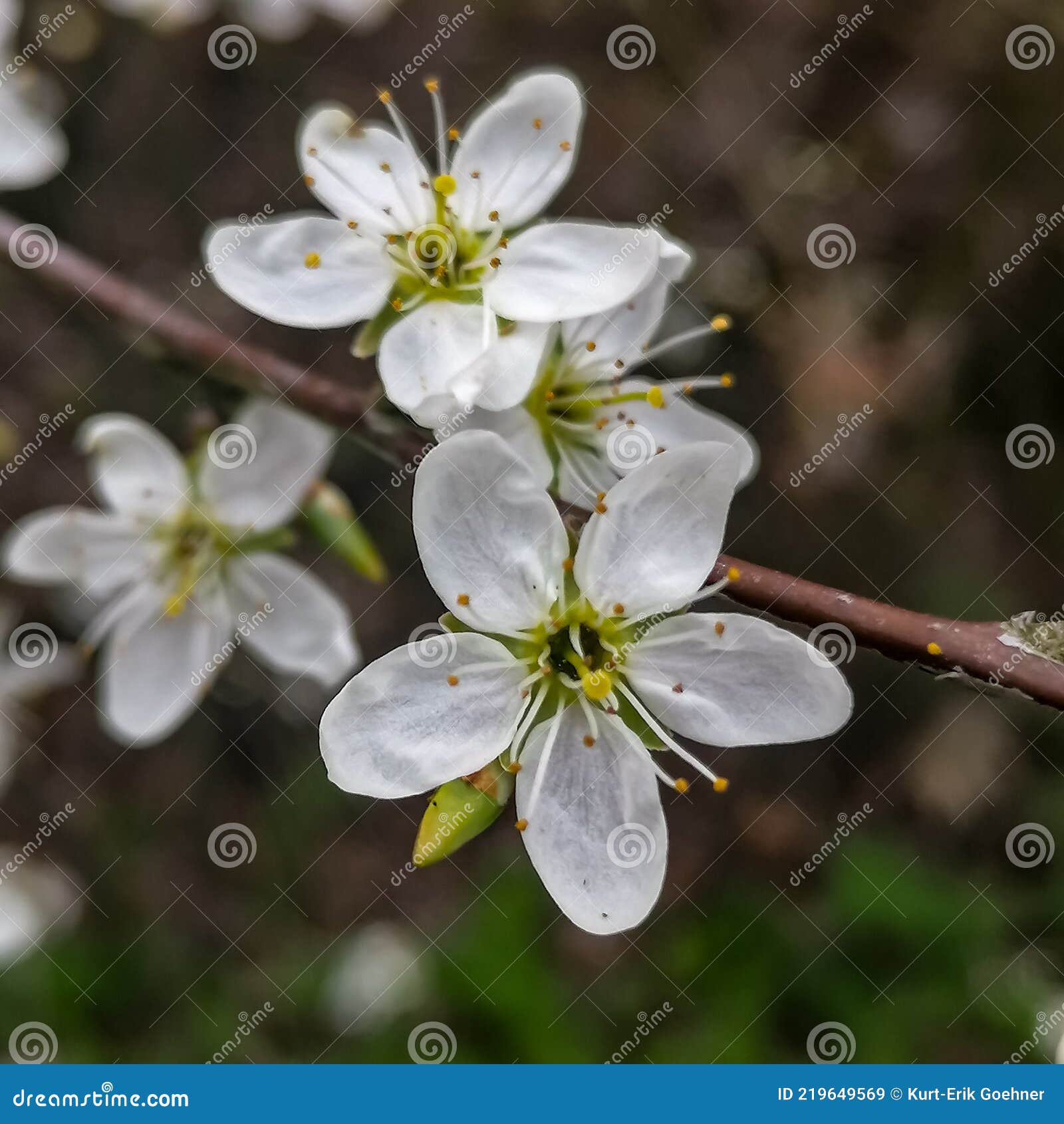 White Flowers in Spring on Shrubs Stock Image - Image of nature, twig ...