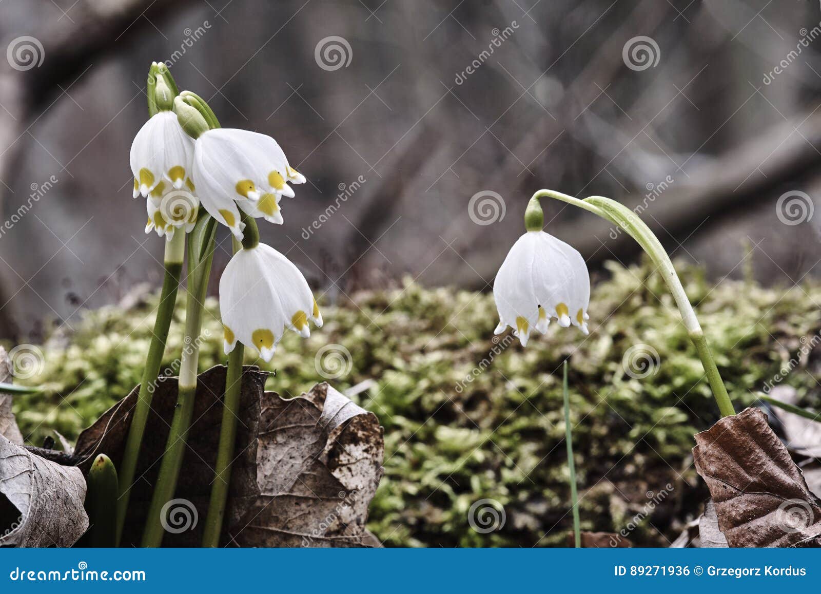 White Flowers during Spring Stock Photo - Image of forest, snow: 89271936