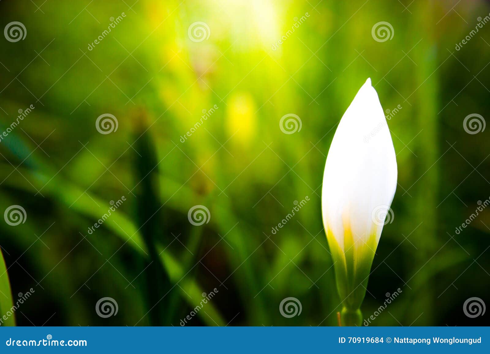 White Flowers Start To Bloom. Stock Photo - Image of grass, floral ...