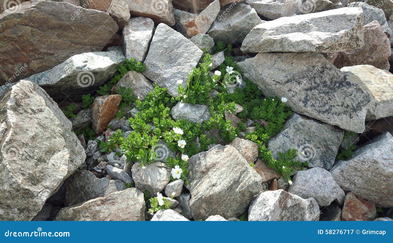White Flowers among the Stones Stock Image - Image of life, mountain ...