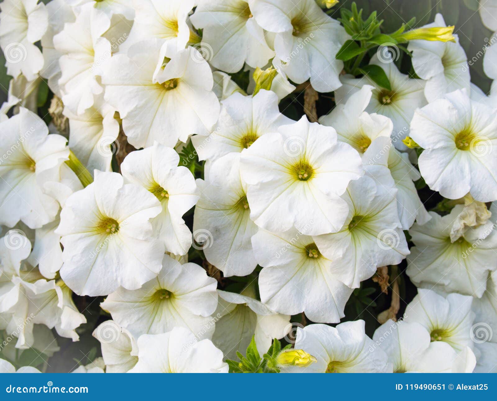 White flowers texture stock image. Image of petal, pattern - 119490651