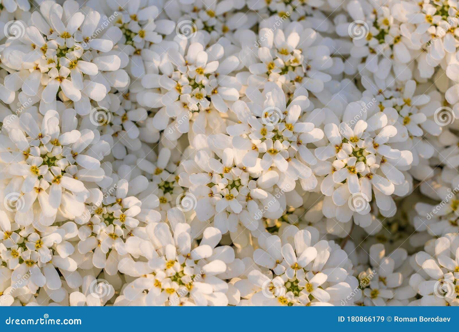Textures And Patterns Royalty-Free Stock Photo | CartoonDealer.com #3372315 Textures And Patterns Royalty-Free Stock Photo | CartoonDealer.com #3372315