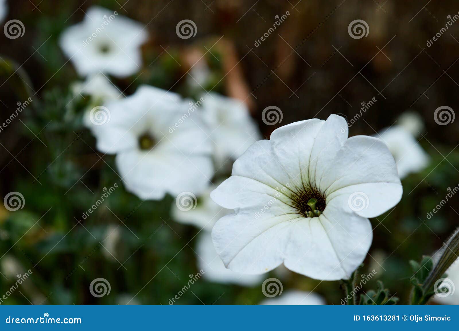 White flowers stock image. Image of flowers, petal, flower - 163613281