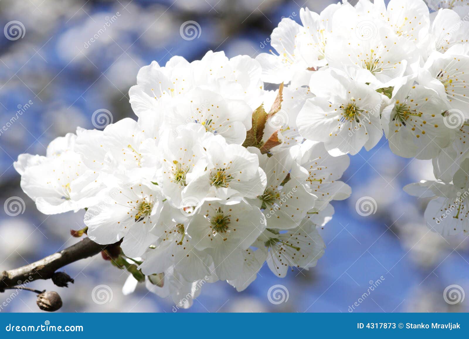 White flowers tree stock image. Image of outdoor, detail - 4317873