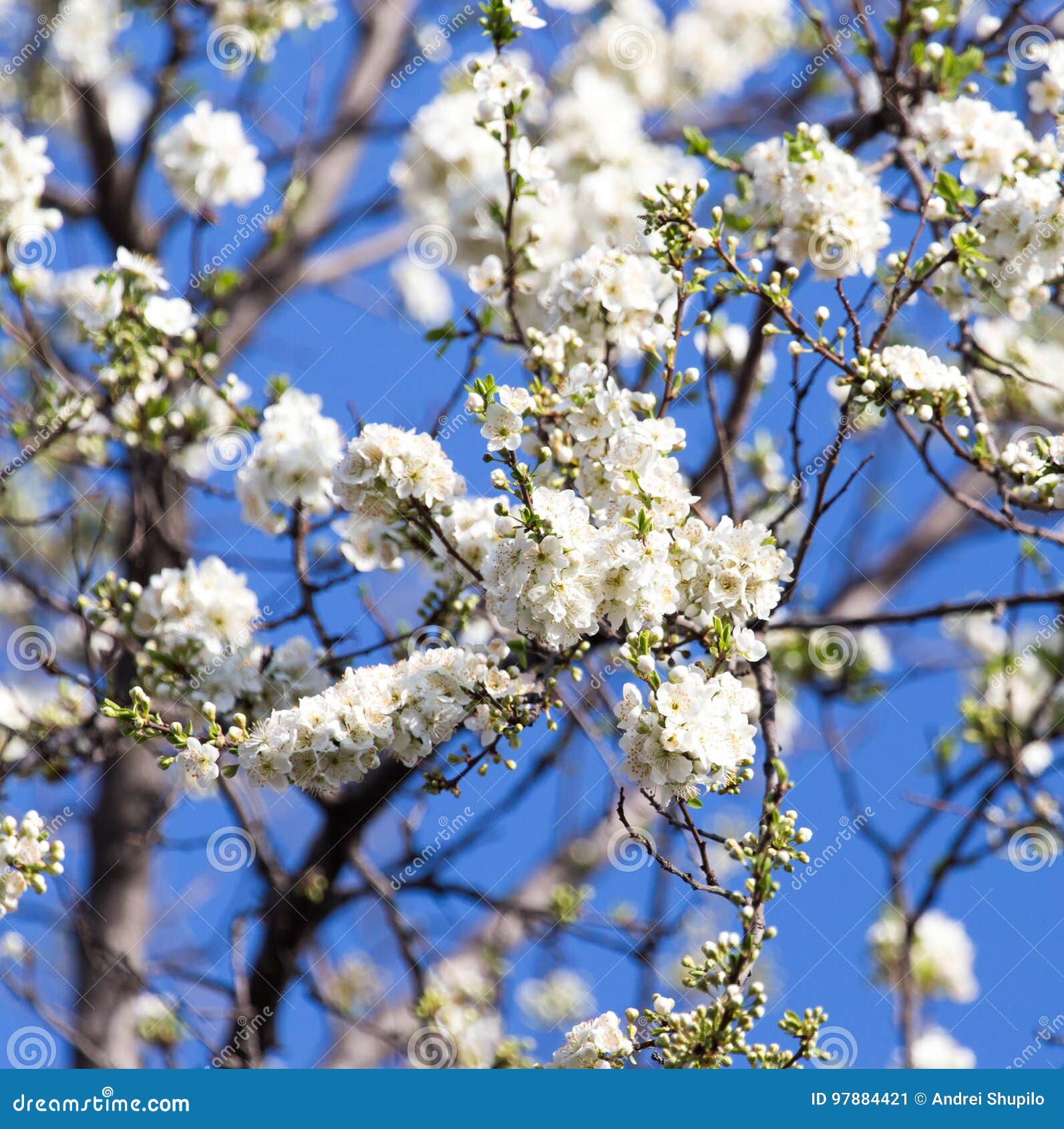 White Flowers on the Tree in Nature Stock Image - Image of detail, color: 97884421