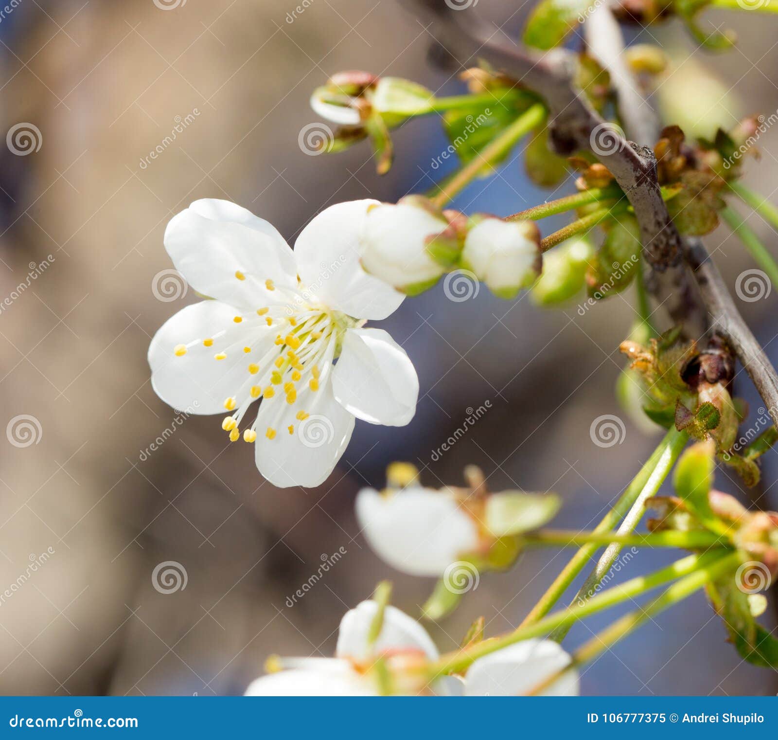 White Flowers on the Tree in Nature Stock Image - Image of green ...