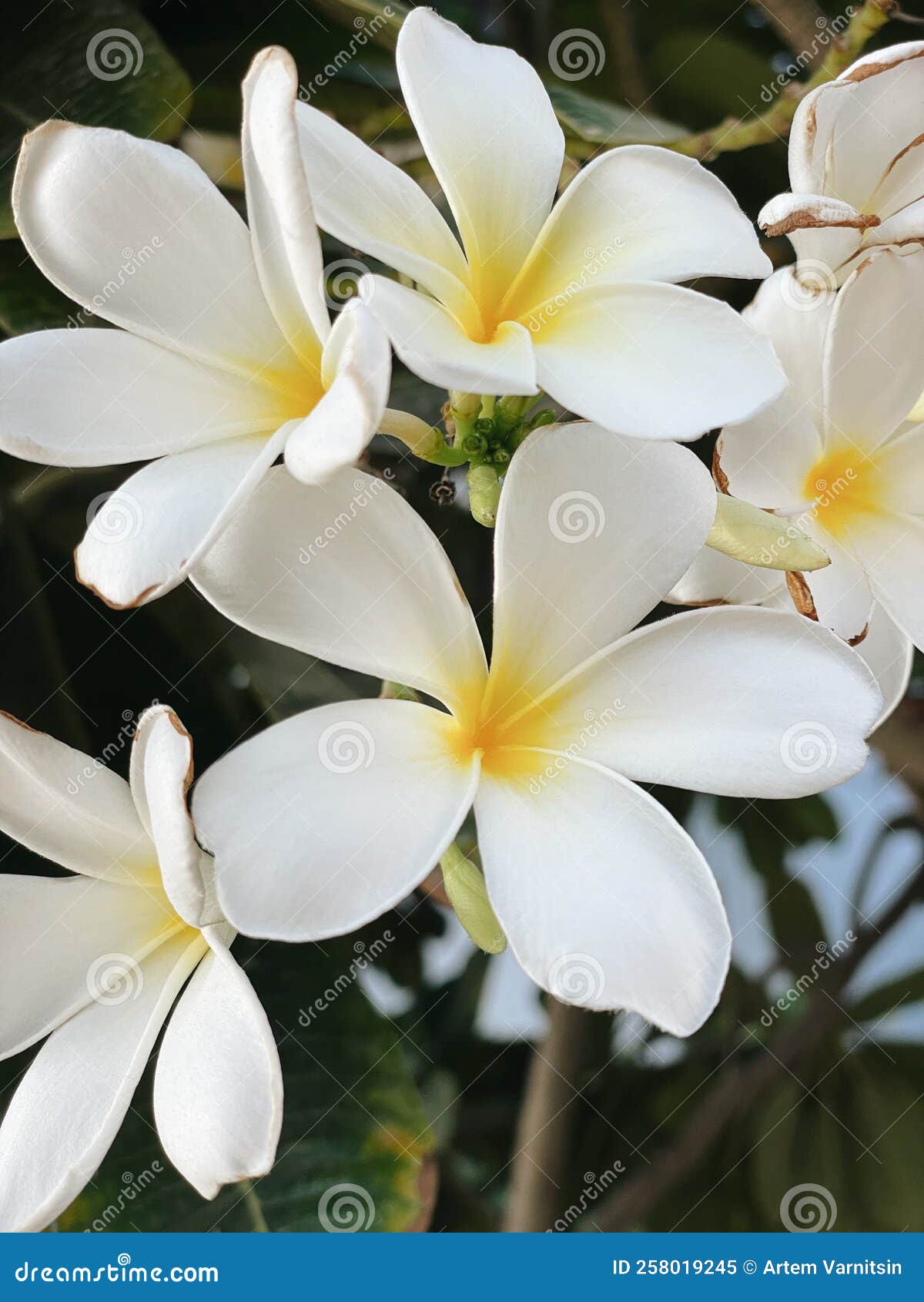 White Flowers of a Tree Outdoors Stock Image - Image of tree, nature ...