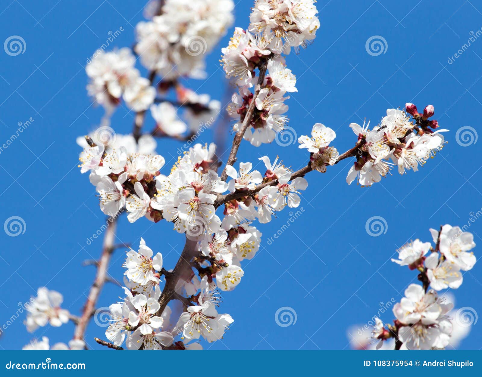 White Flowers on a Tree in Spring Stock Photo - Image of season, nature ...