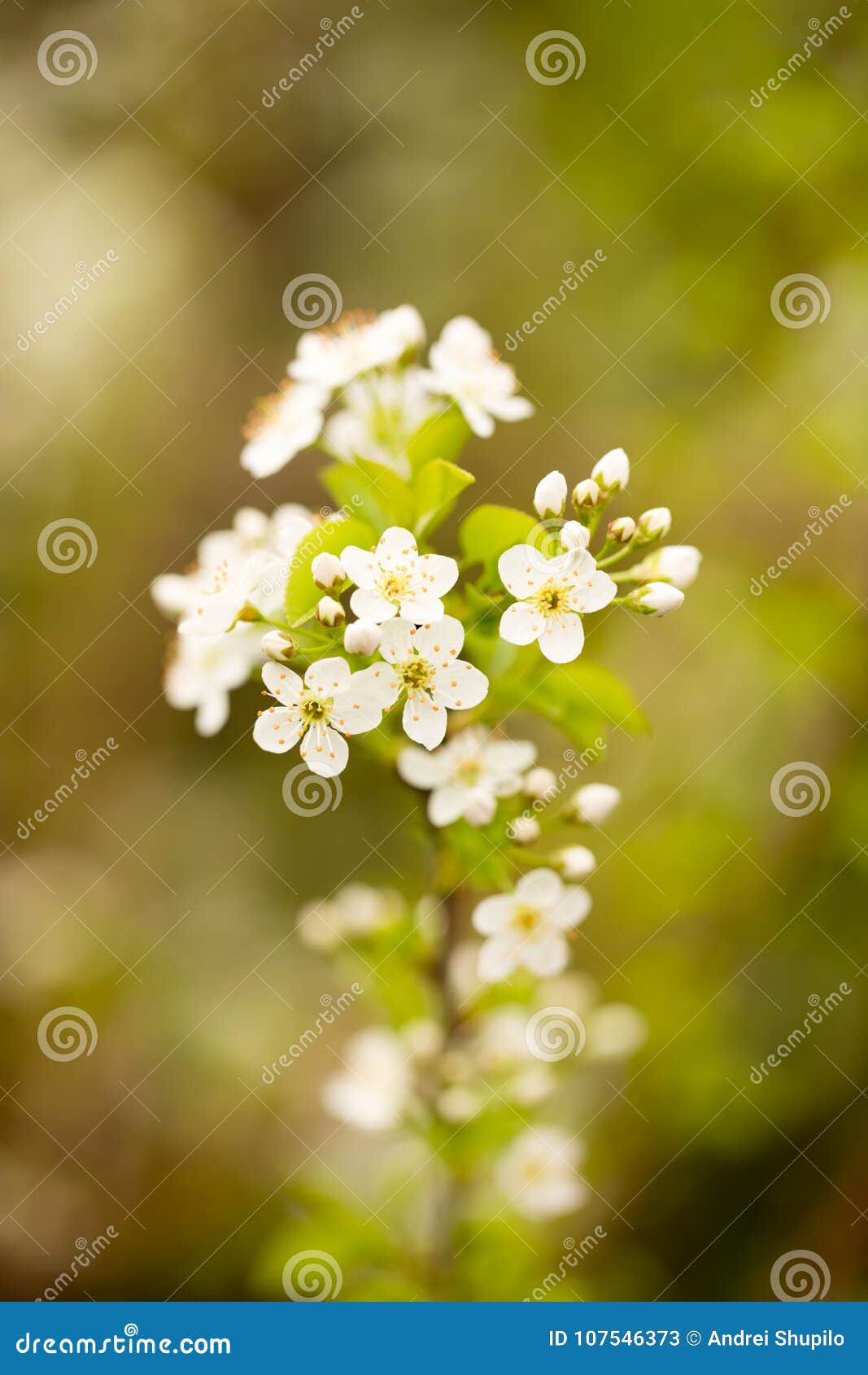 White Flowers on a Tree in Spring Stock Image - Image of floral ...