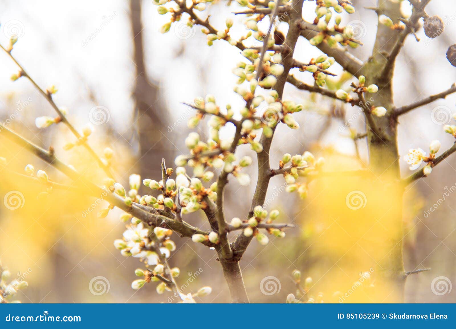 White Flowers stock image. Image of flowers, trees, like - 85105239