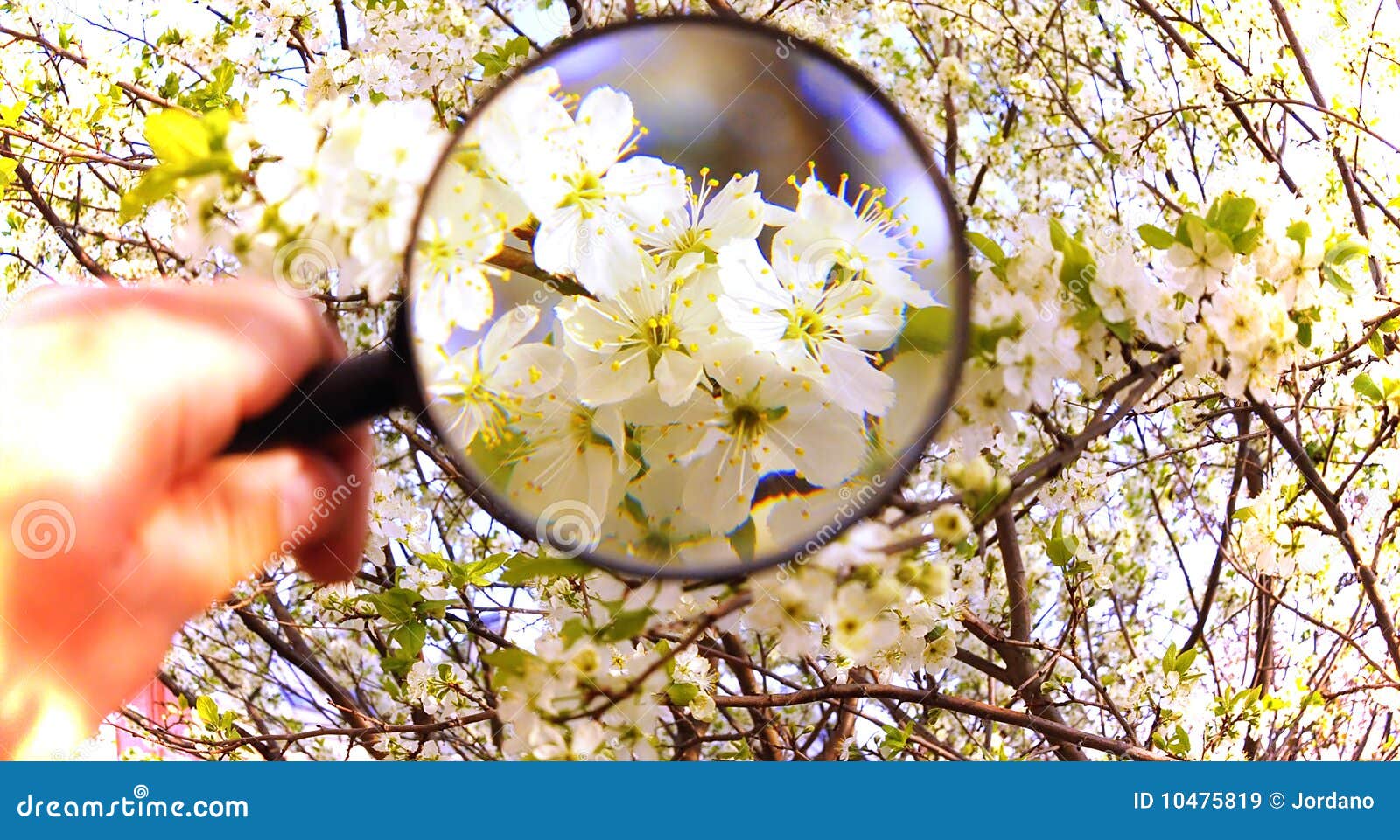 White Flowers Under Magnifying Glass Stock Image - Image of black, view ...