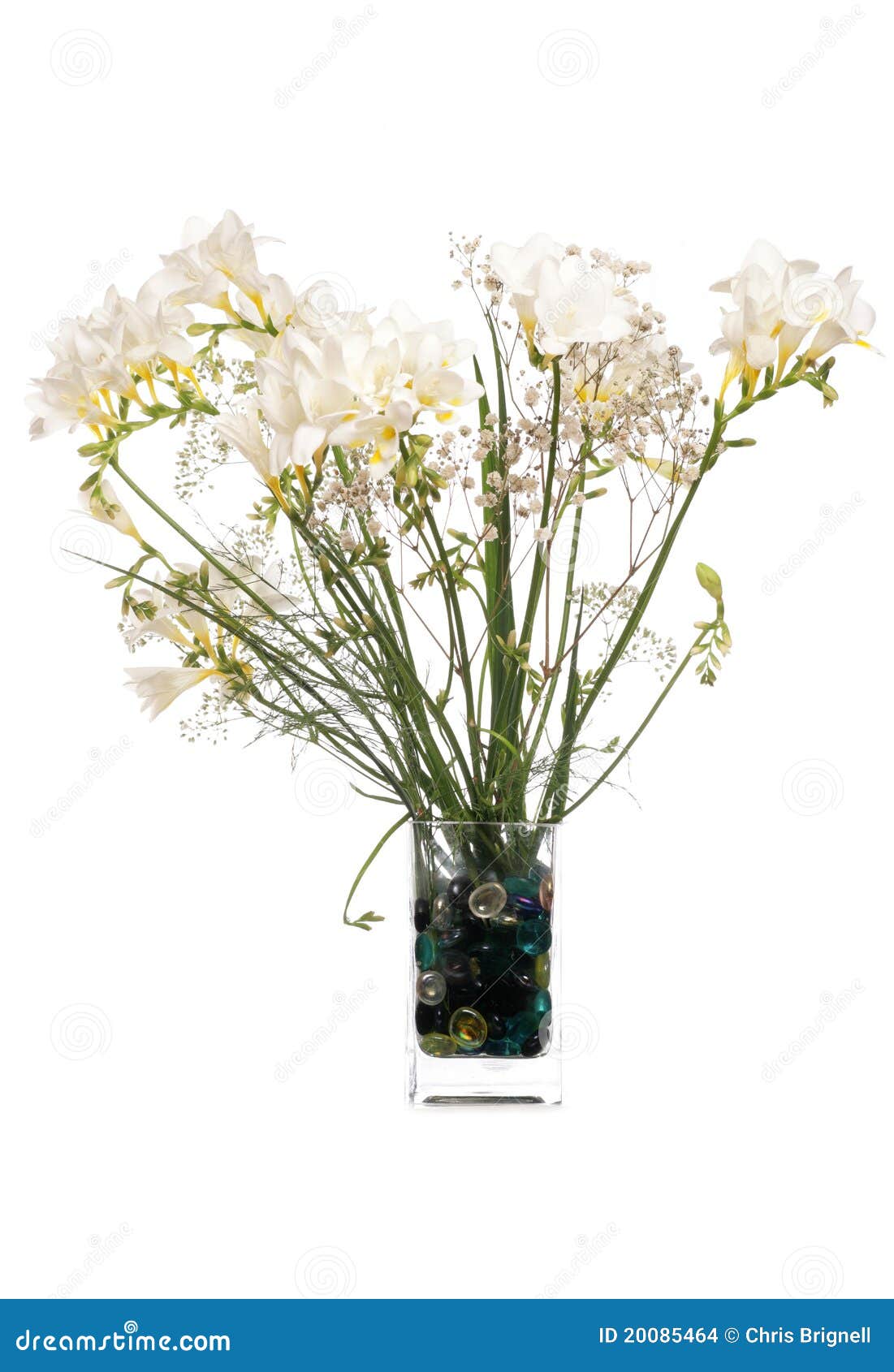 White flowers in a vase stock photo. Image of isolated - 20085464